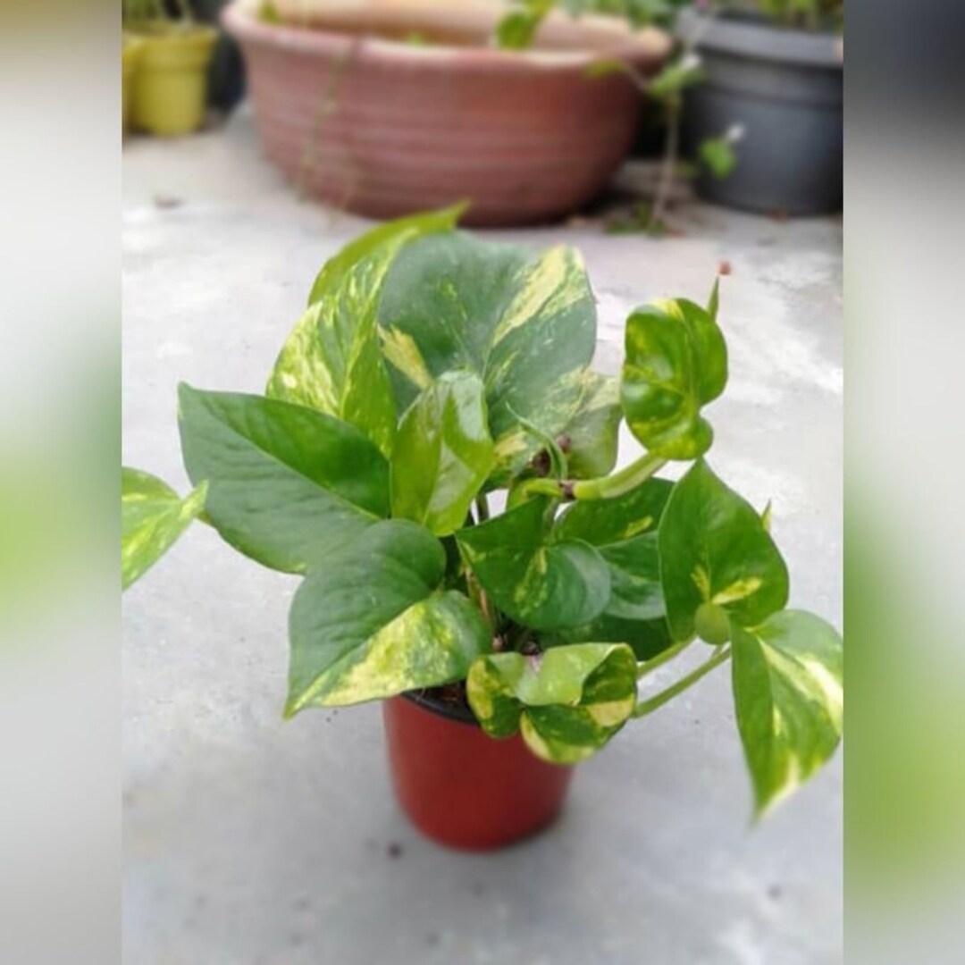 Golden Pothos Plant Cuttings 3 Nodes Devil's Ivy 4 Inch Rods 2 Pack ...