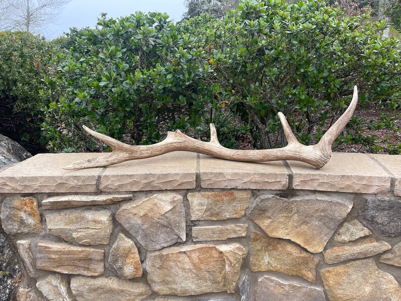 Tule Elk Antler / Elk Antler / Shed Antler / Natural Antler - Etsy