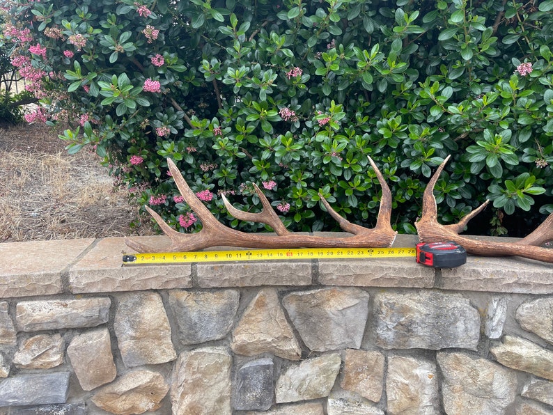 Match Set Tule Elk Antlers / Match Set Antlers / Shed Antlers / Natural ...