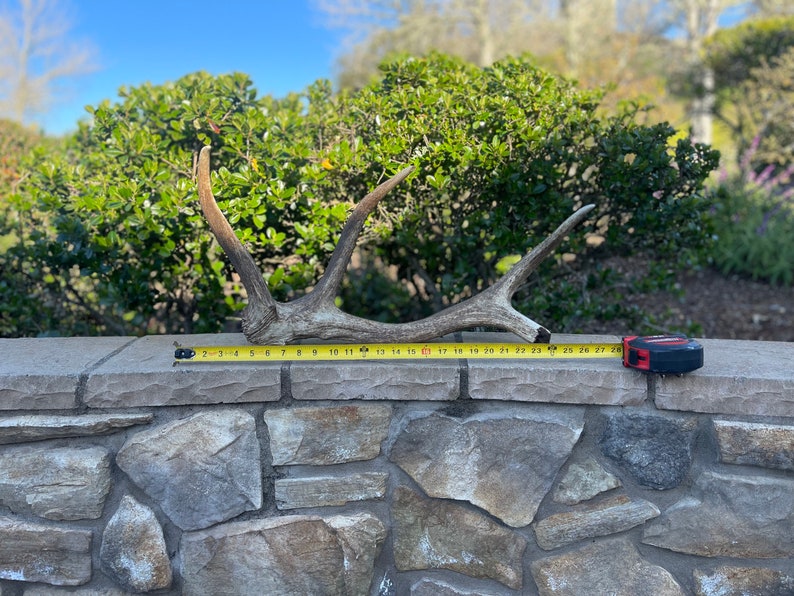 Tule Elk Antler / Elk Antler / Shed Antler / Natural Antler - Etsy