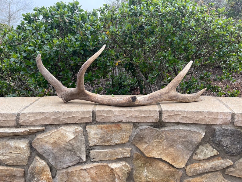 32" Tule Elk Antler: Naturally Shed, 6-point Rack - Etsy