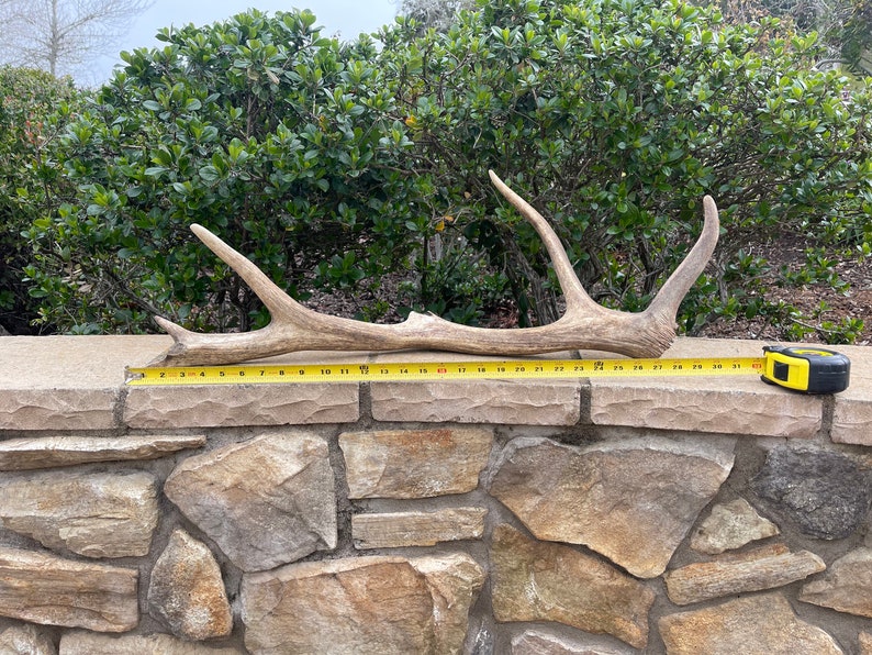32" Tule Elk Antler: Naturally Shed, 6-point Rack - Etsy