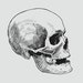 Hand Drawn Human Skull Profile SVG Skeleton Head Drawing Clipart Vector ...