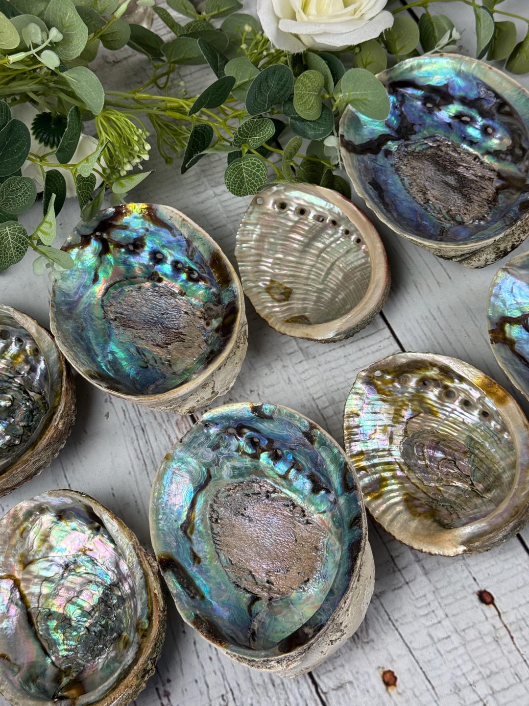 Abalone Shell for Smudging, 4”-6” Natural Iridescent Shell, Ritual ...