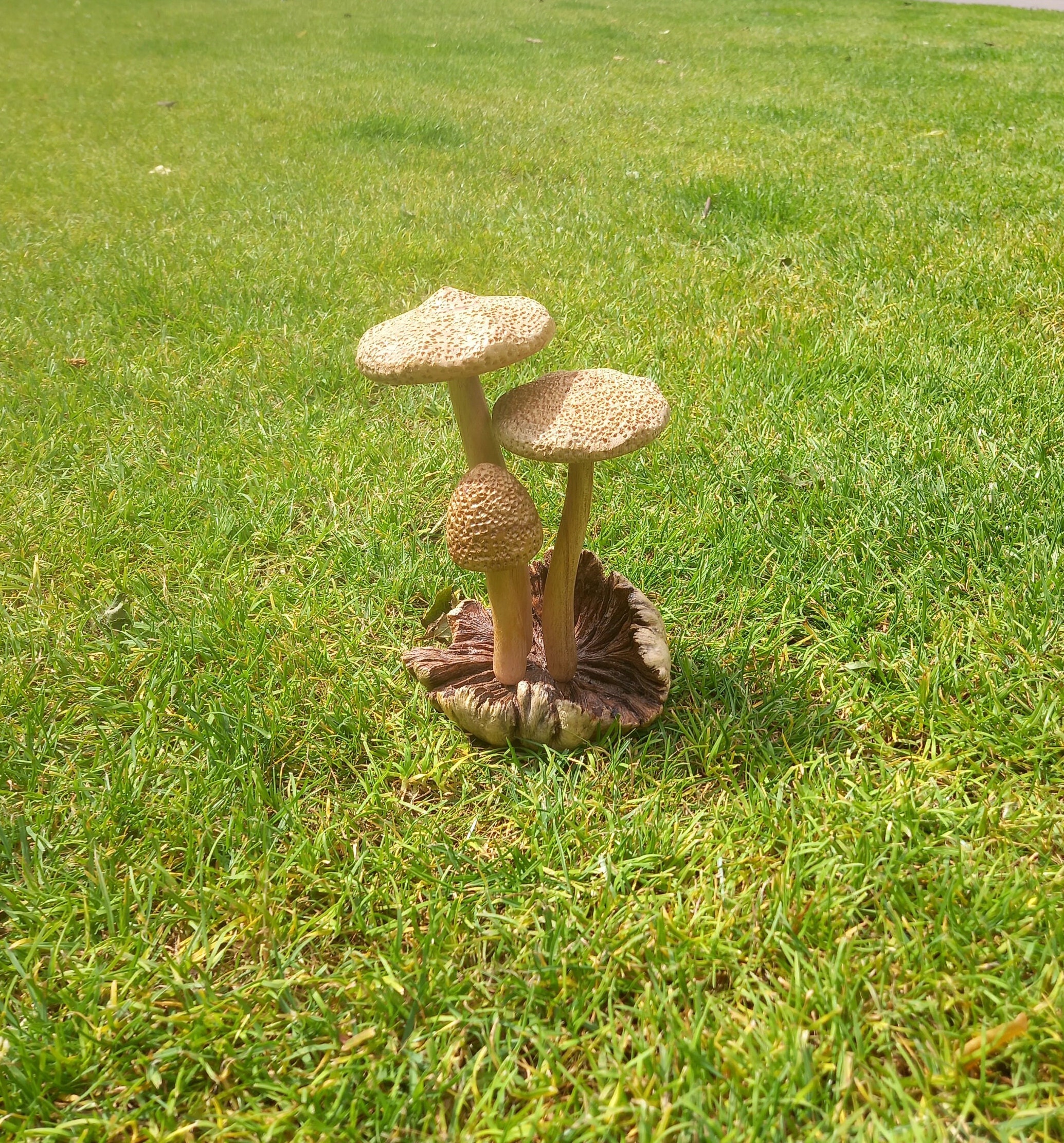 Amazingly Realistic Toadstool Set Carved to a High Standard With ...