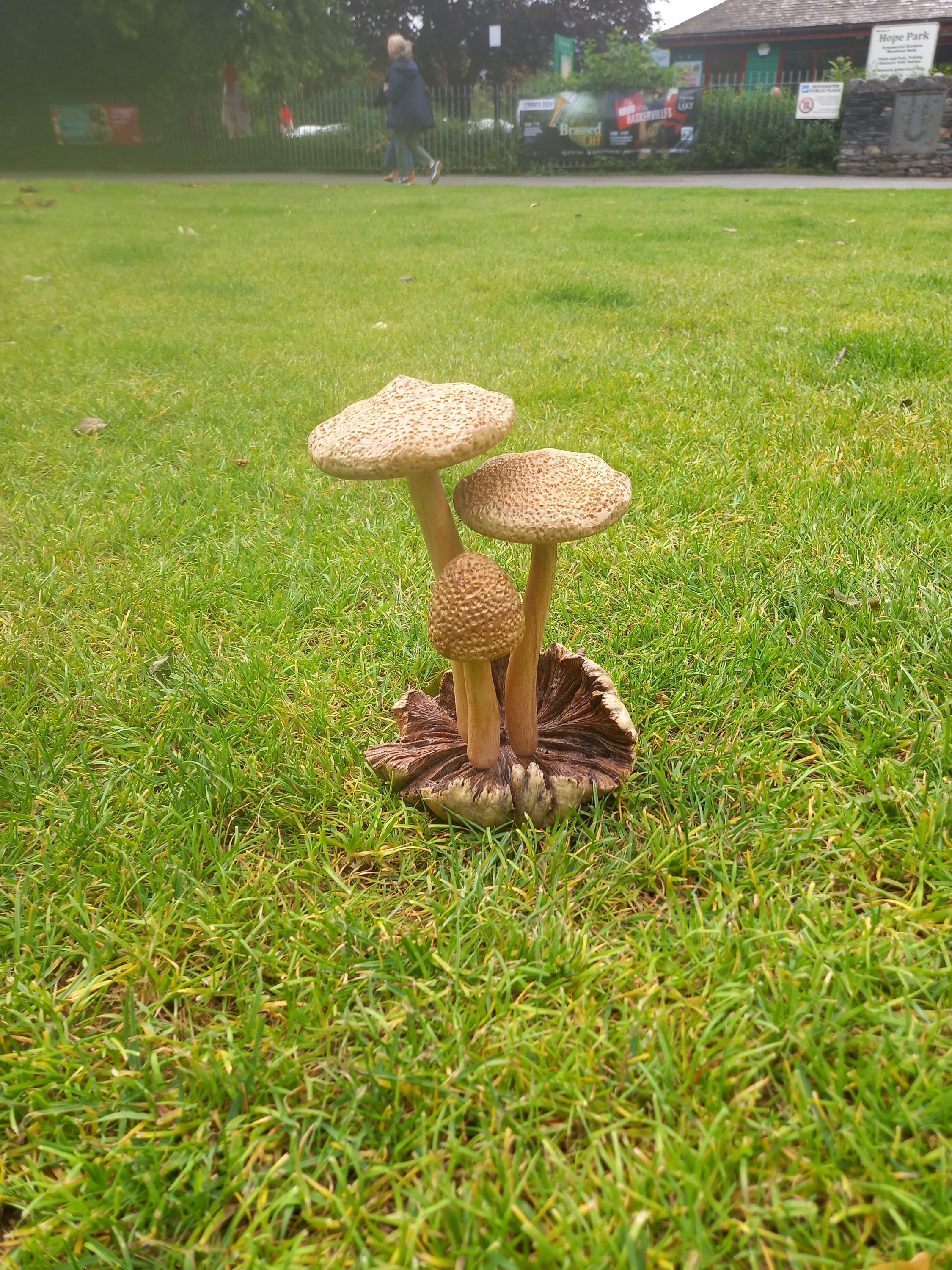 Amazingly Realistic Toadstool Set Carved to a High Standard With ...