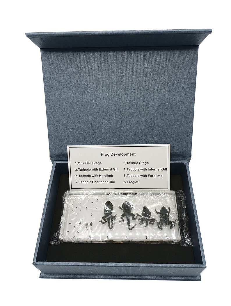 STEM Frog Life Cycle Classroom Educational Learning Display - Etsy