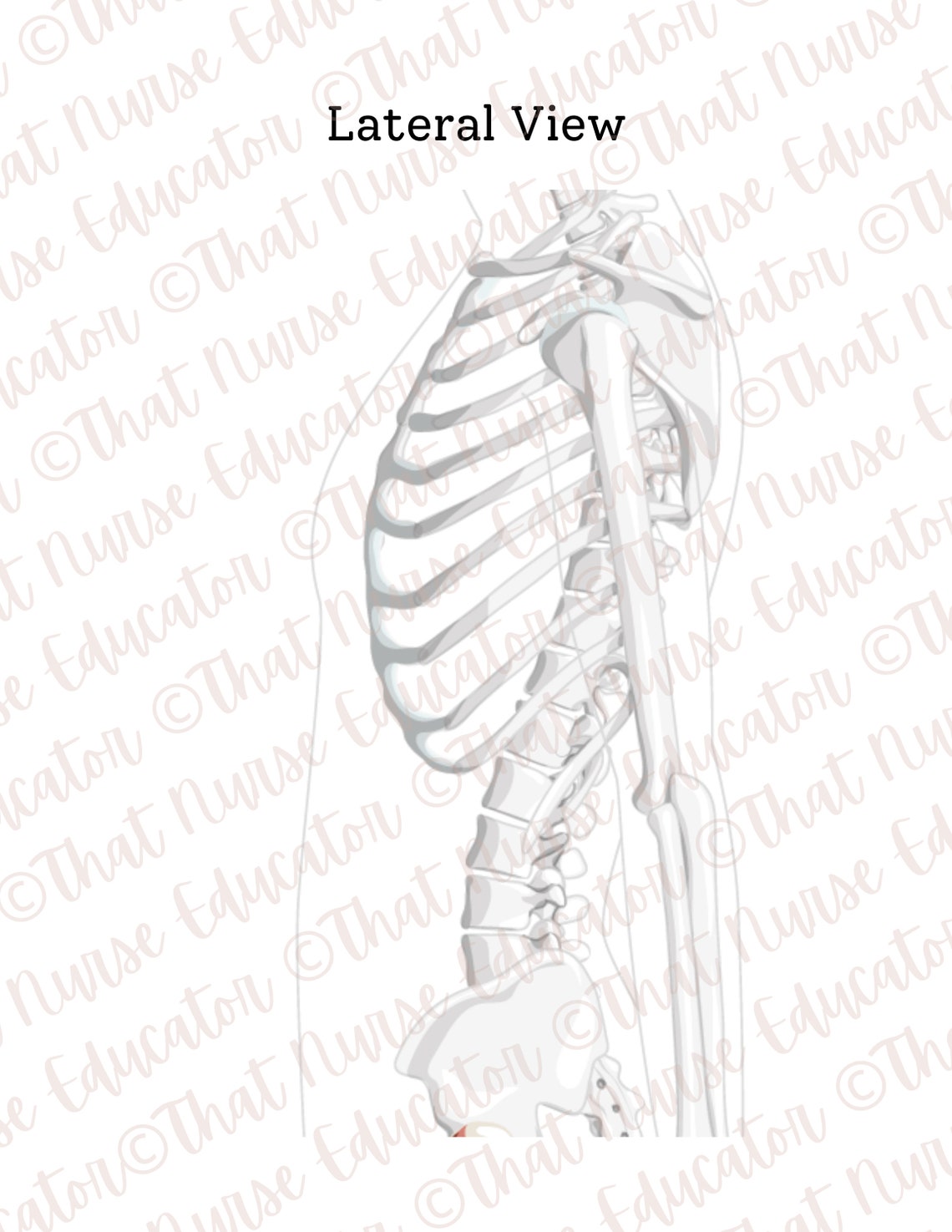 ECG Lead Placement Activity for 12-lead 15-lead and 5-lead Plus Bonus ...