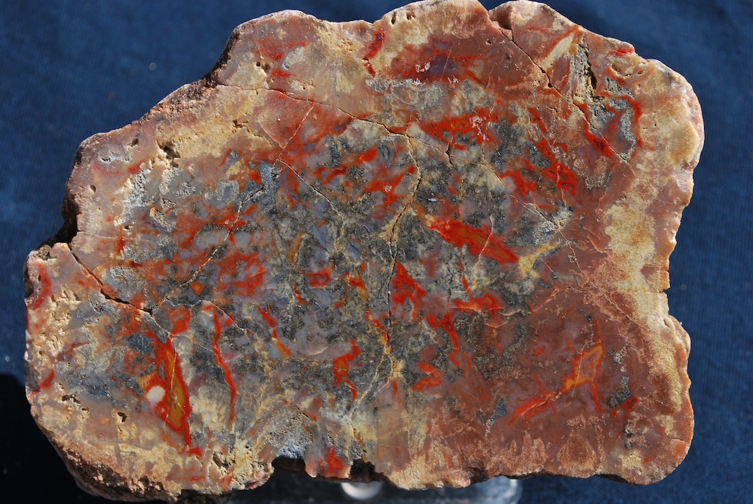 Coprolite Polished Display Specimen. 11cm X 8cm X 5cm. - Etsy