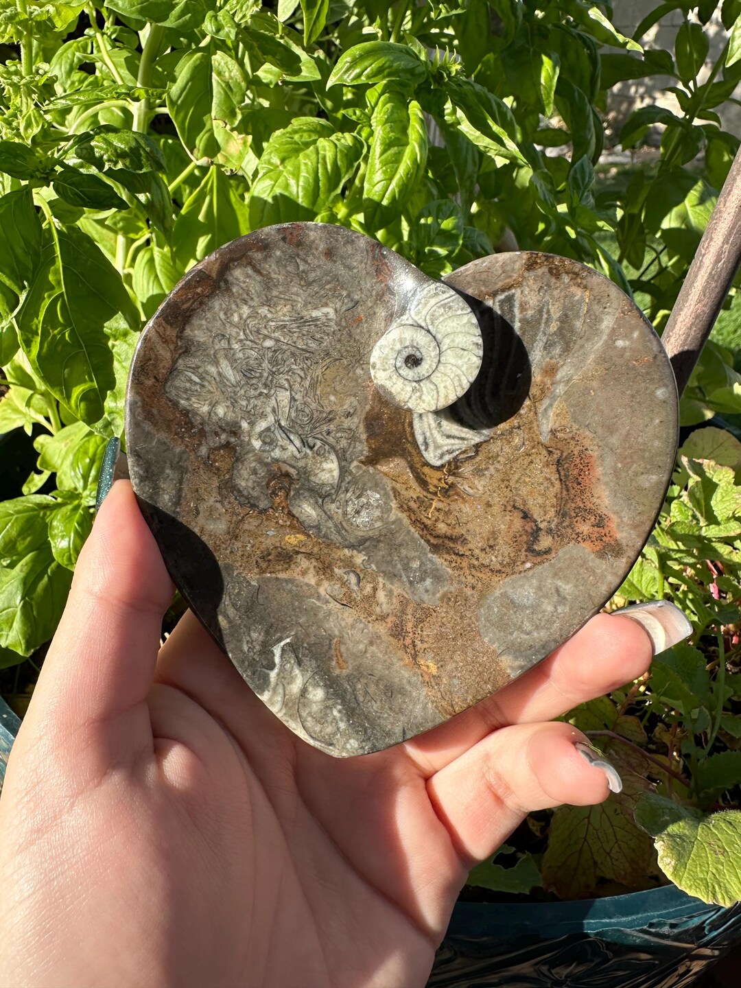 Orthoceras Fossil Ring Dish | Natural Fossil Decor | Hand-curated Ring ...