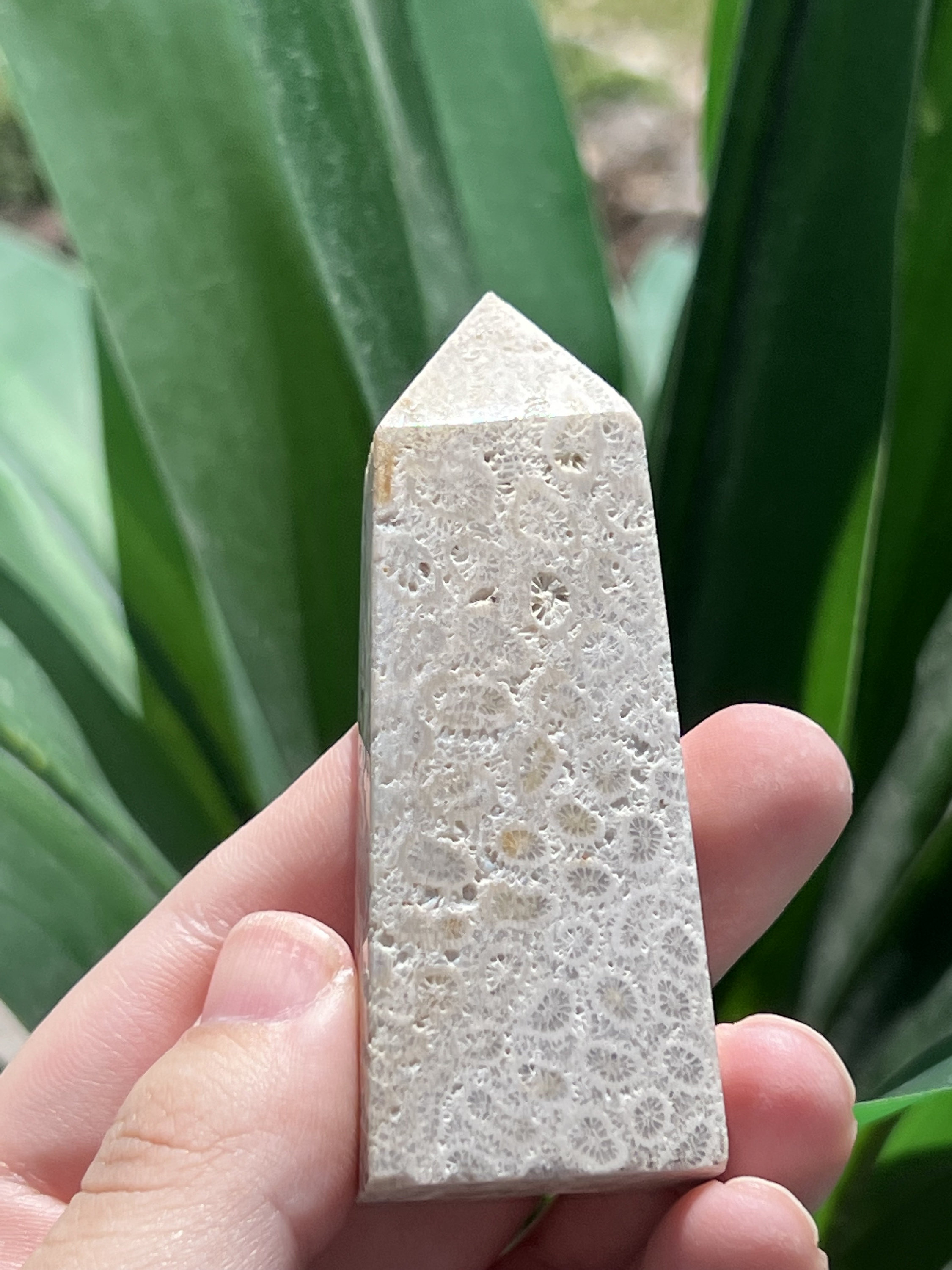 Fossilized Coral Tower // Coral Fossil // Agatized Coral Tower ...