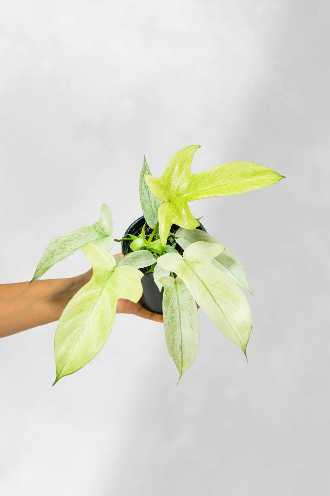 Philodendron Florida Ghost Variegated Philodendorn Florida Large ...