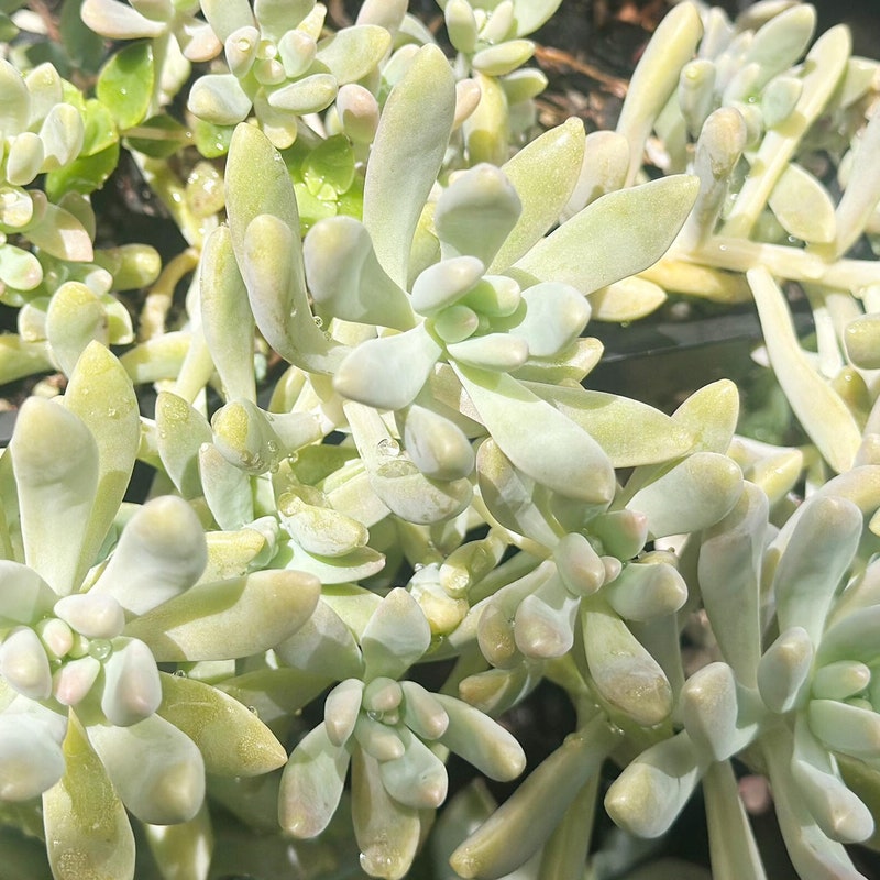 MoreSucculentsPlease - Etsy Australia