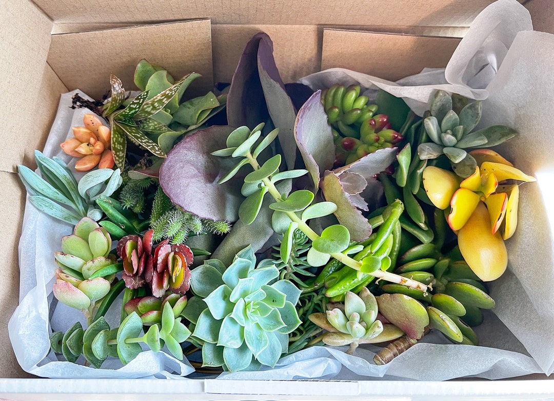 30-50-75-100 Colourful Succulent Cuttings, Clippings, Plants Succulent ...