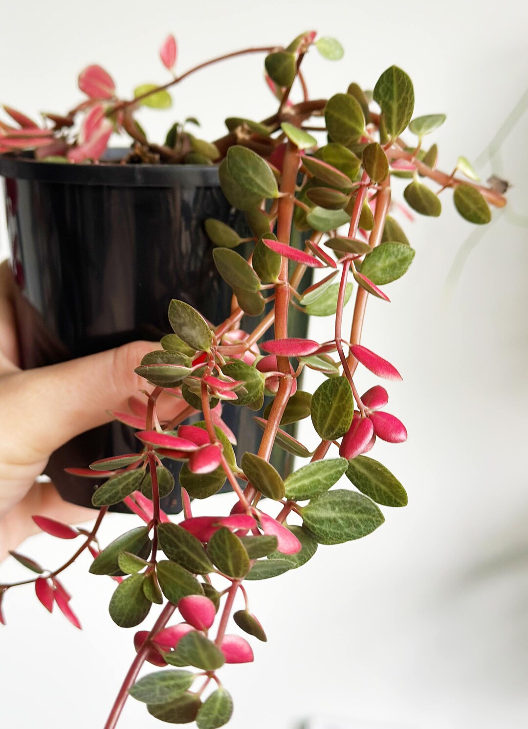 Peperomia 'red Log' Plant Cuttings, Succulent Clippings, Succulent ...