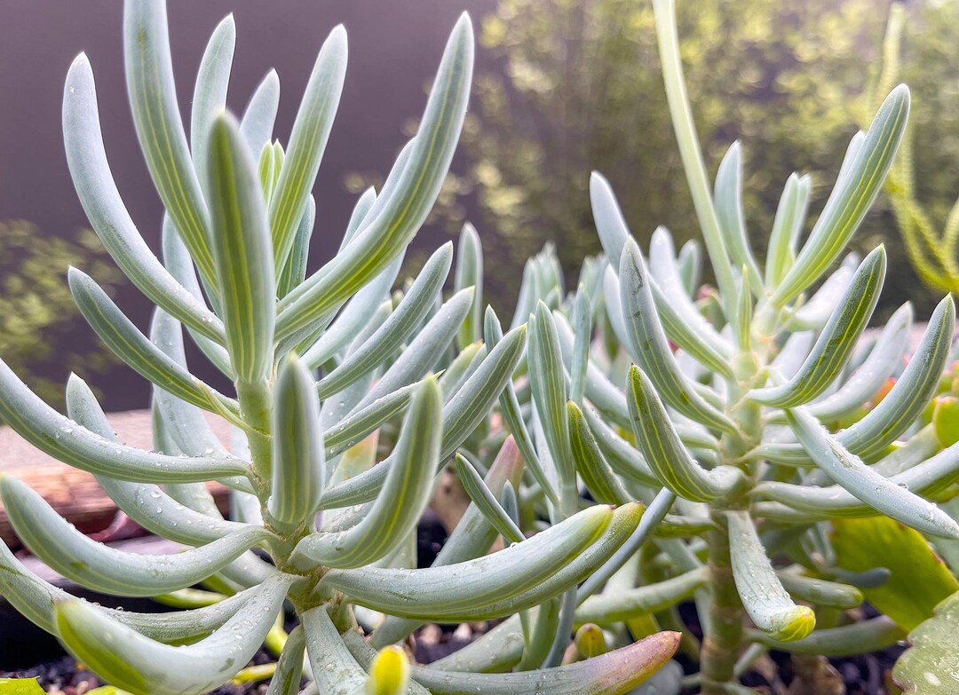 Senecio Serpens 'dwarf Blue Chalk Sticks' Succulent Cuttings, Succulent ...