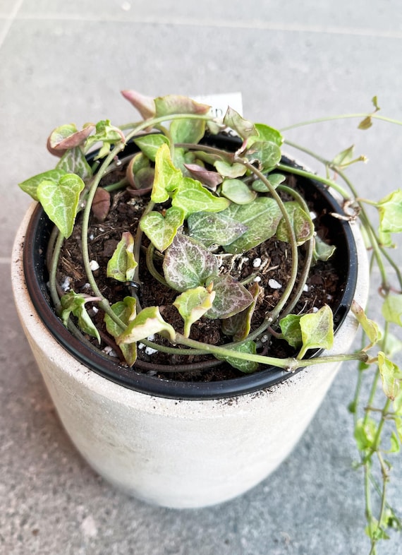 Ceropegia Woodii String / Chain of Spades Rare Plant - Etsy Australia