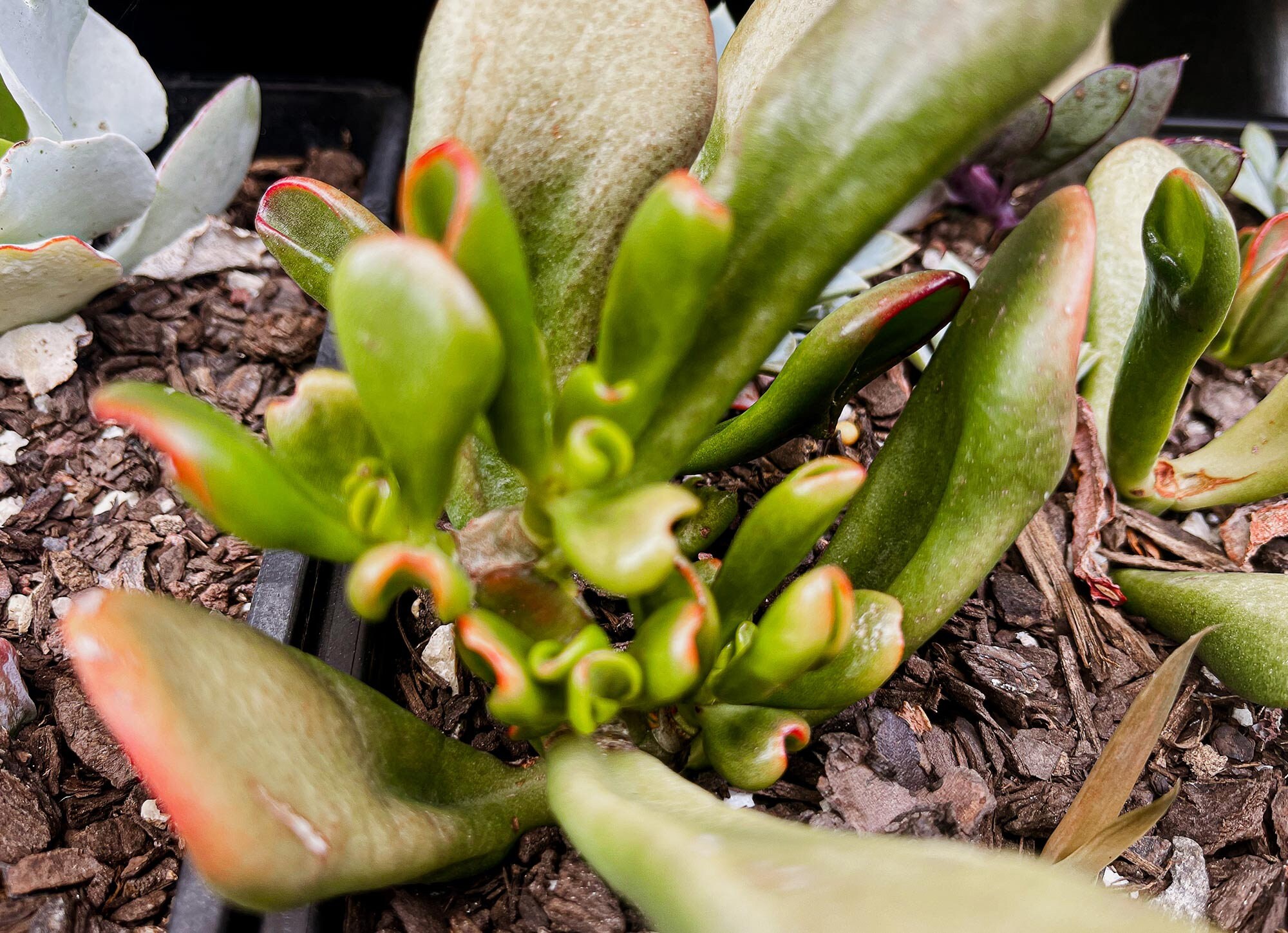 Crassula Ovata 'red Coral' Succulent Cuttings, Succulent Clippings ...