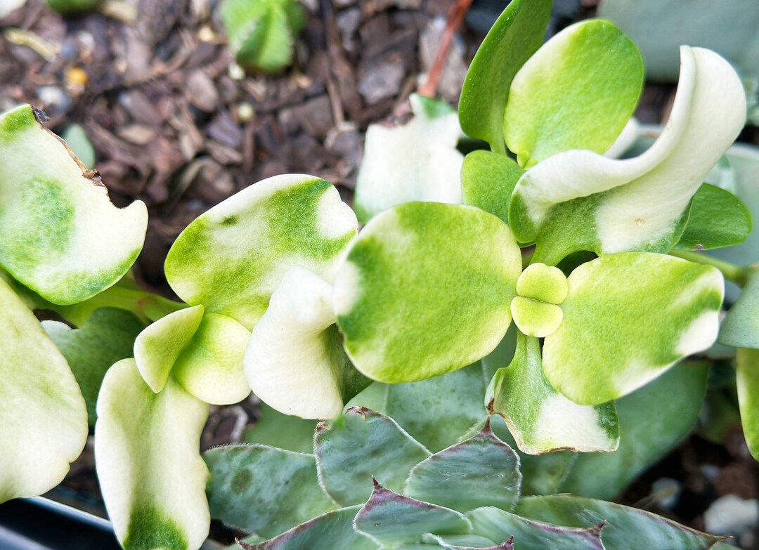 Variegated Fairy Crassula, Crassula Multicava Variegata Succulent ...