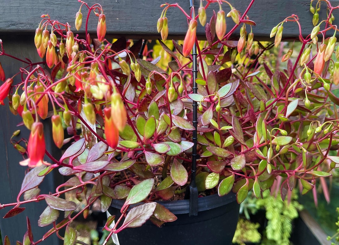 Kalanchoe Freedom Bells Succulent Cuttings, Clippings, Plants – Posting ...