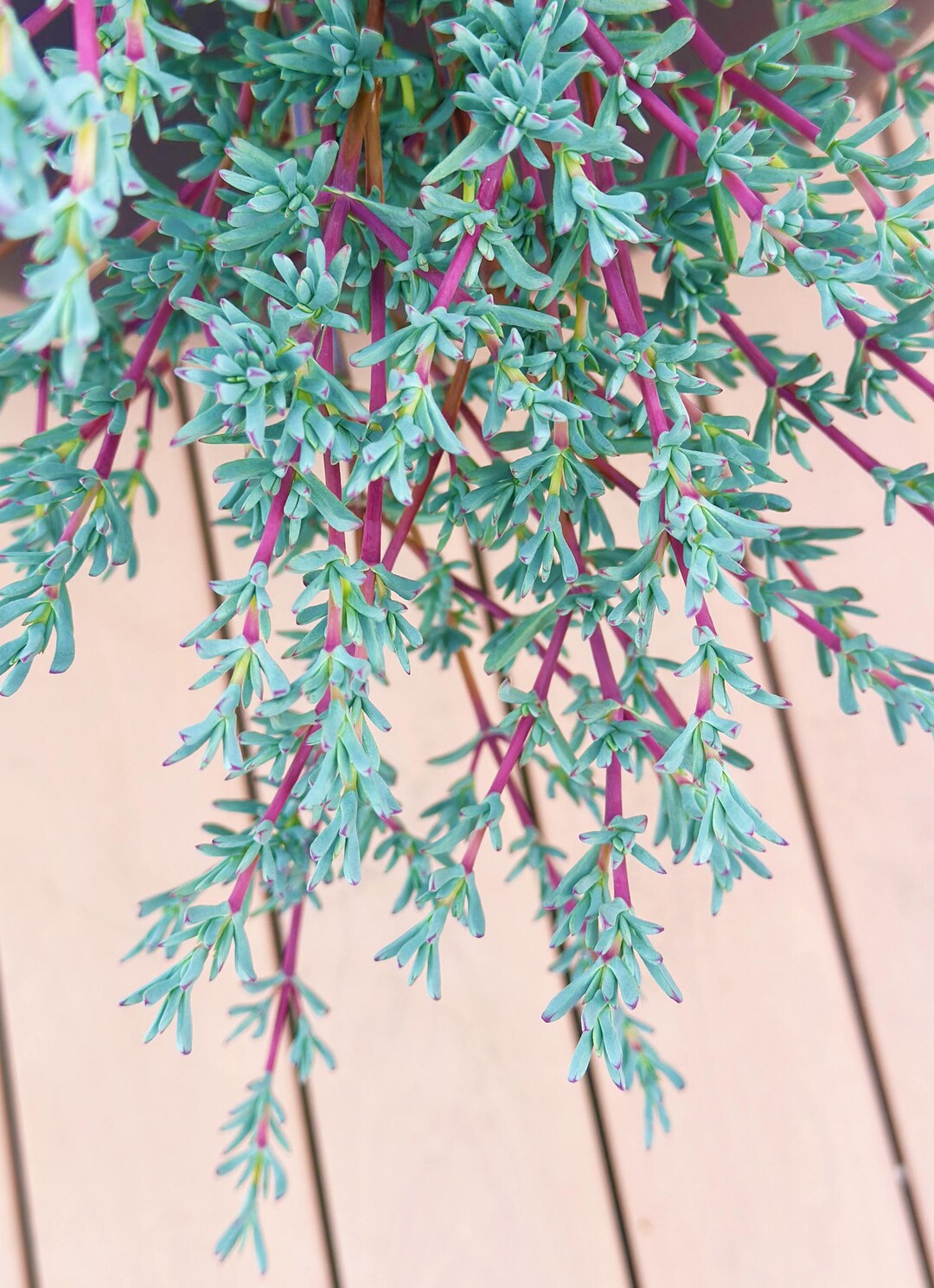 Lampranthus Sp. Creeping Ice Plant Succulent Cuttings, Succulent ...