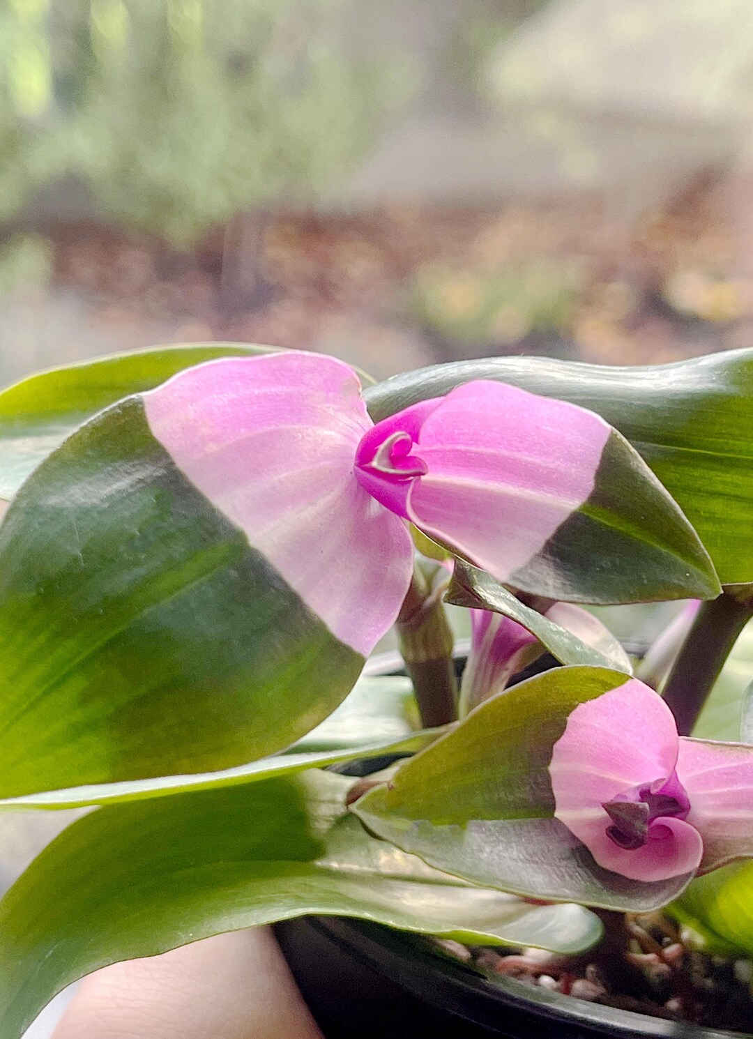 Tradescantia Blushing Bride, Rare Plant Cuttings – Posting to Vic, NSW ...