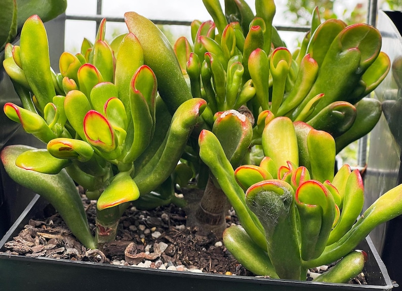 Crassula Ovata 'red Coral' Succulent Cuttings, Succulent Clippings ...