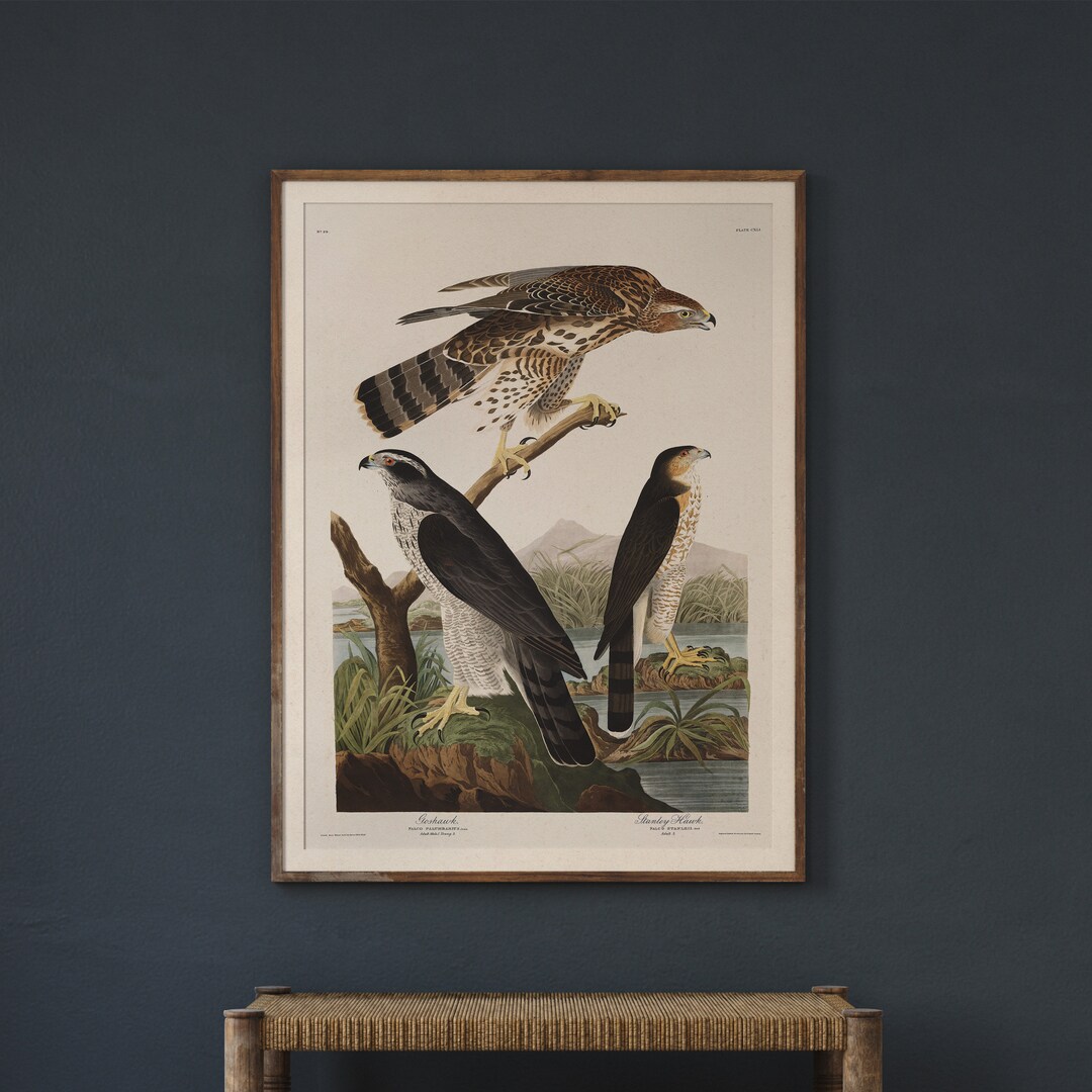 Goshawk and Stanley Hawk Plate 141 Audubon Birds of North America ...