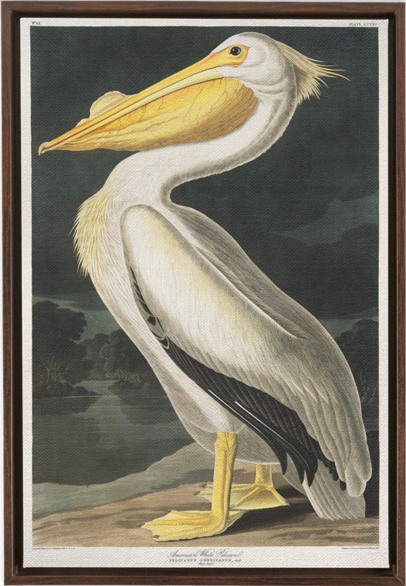 American Crow Plate 156 Audubon Birds of North America - Etsy