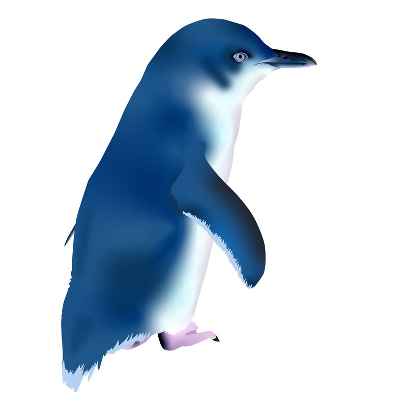 Penguin Clipart, Emperor Penguin, King Penguin, Gentoo, Chinstrap ...