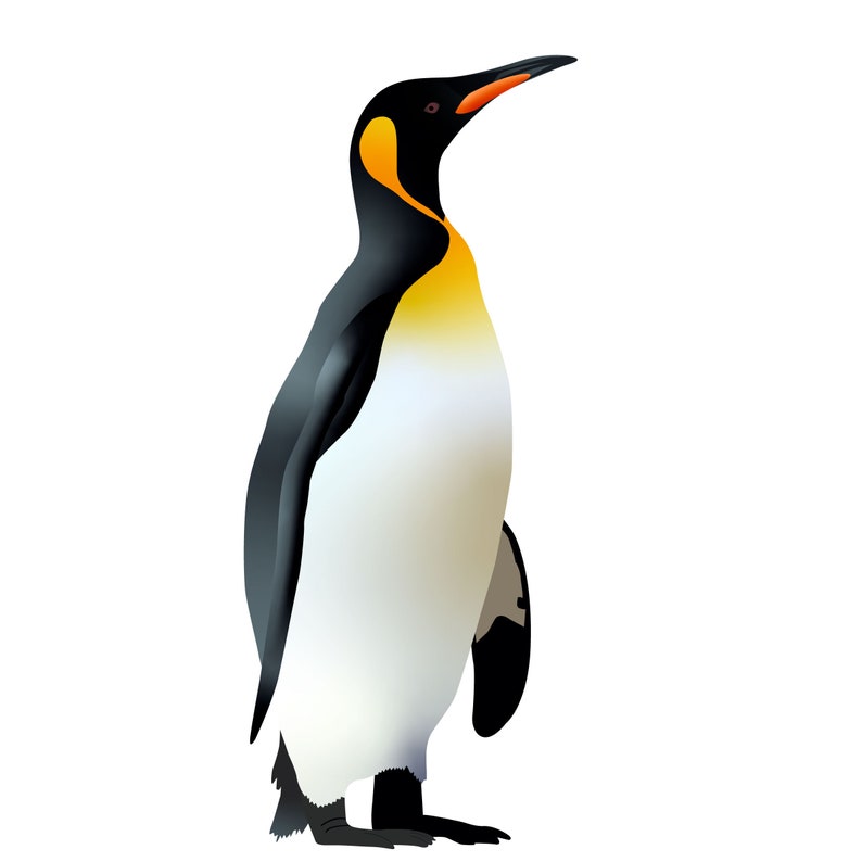 Penguin Clipart, Emperor Penguin, King Penguin, Gentoo, Chinstrap ...