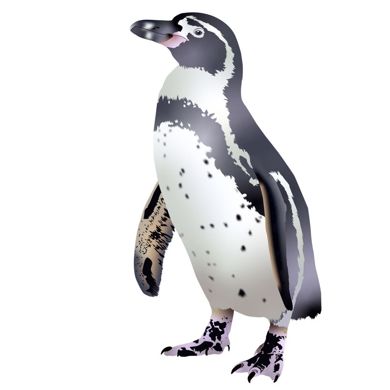 Penguin Clipart, Emperor Penguin, King Penguin, Gentoo, Chinstrap ...