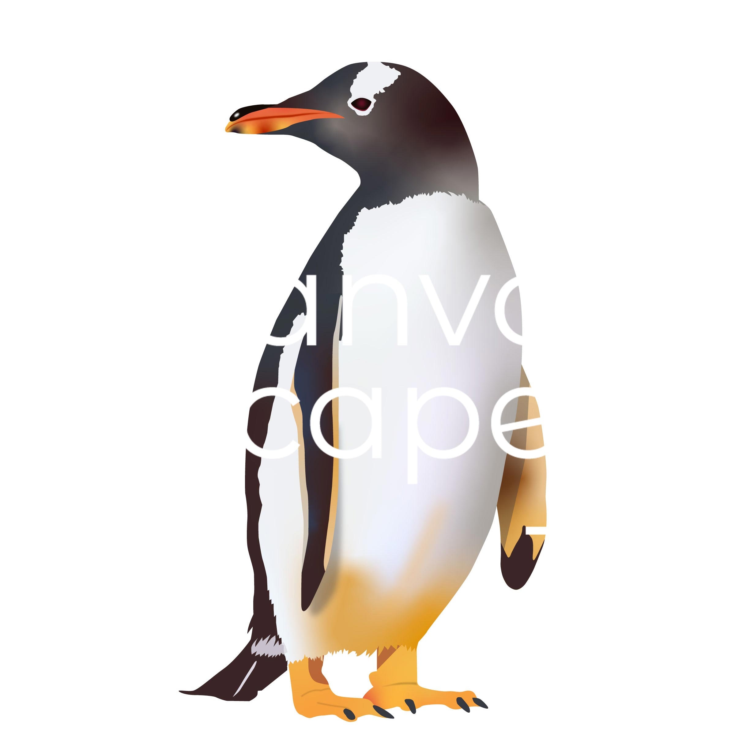Penguin Clipart, Emperor Penguin, King Penguin, Gentoo, Chinstrap ...