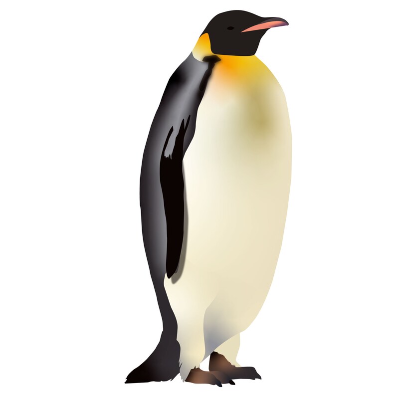 Penguin Clipart, Emperor Penguin, King Penguin, Gentoo, Chinstrap ...