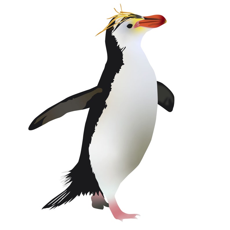Penguin Clipart, Emperor Penguin, King Penguin, Gentoo, Chinstrap ...