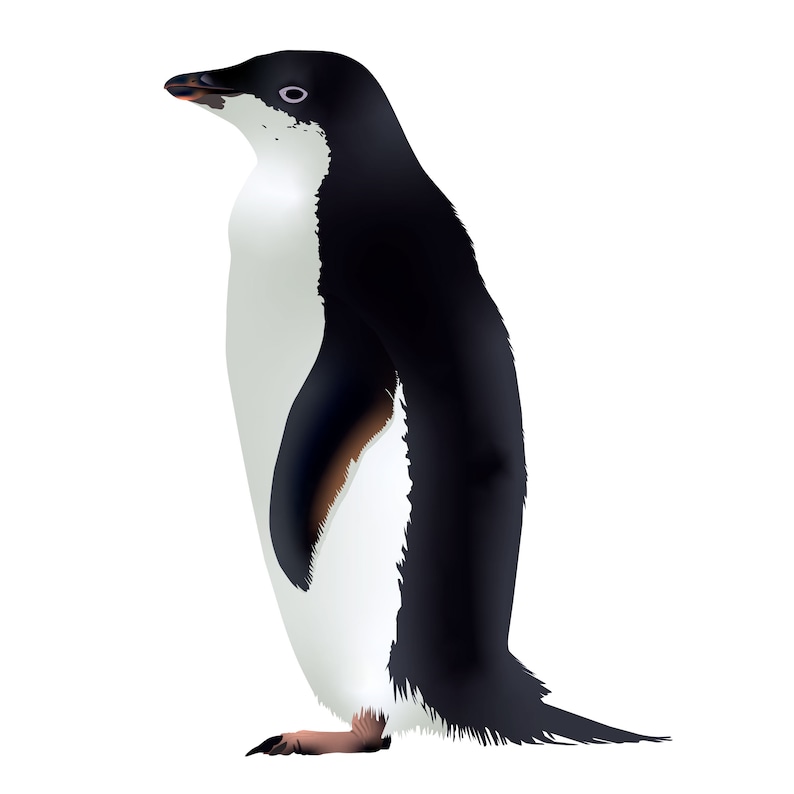 Penguin Clipart, Emperor Penguin, King Penguin, Gentoo, Chinstrap ...