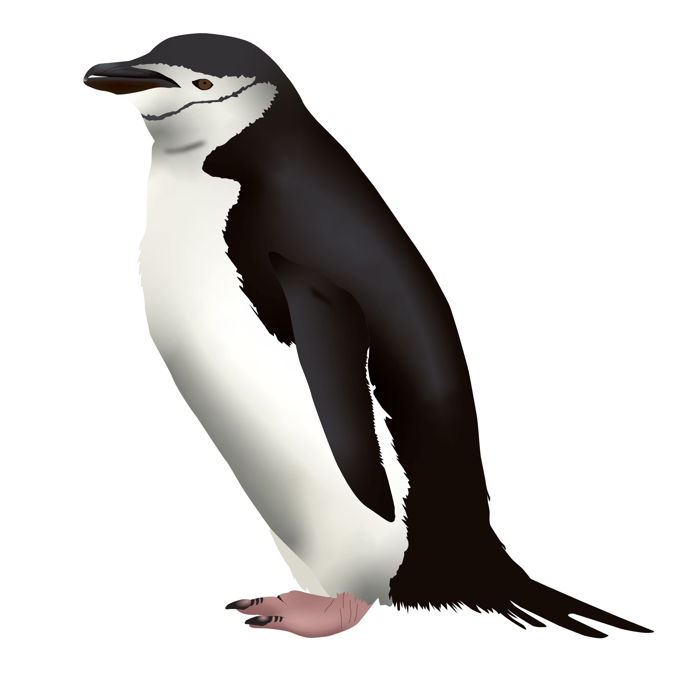 Chinstrap Penguin Clip Art