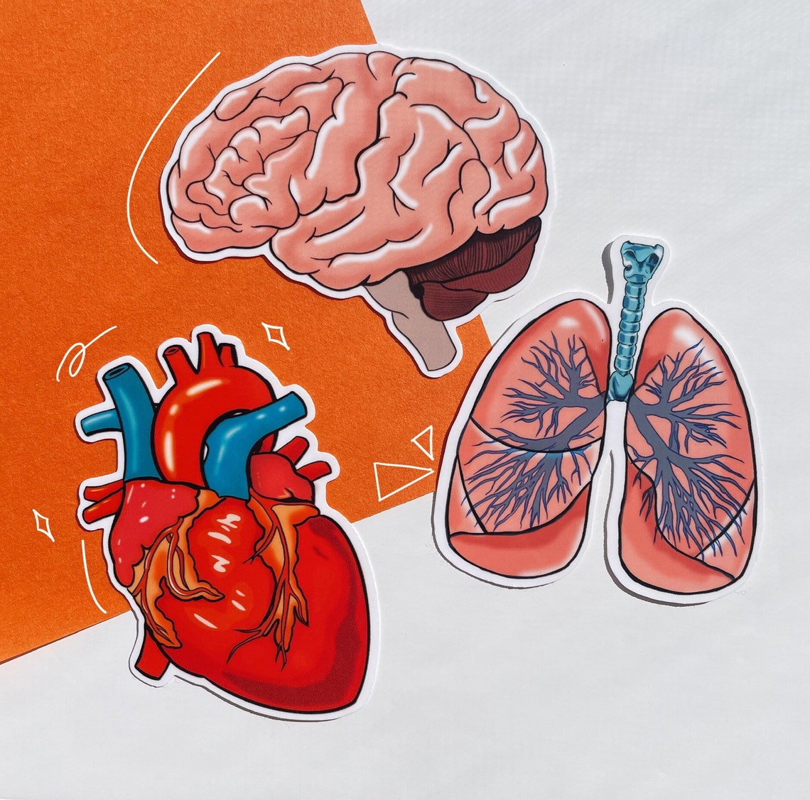 Anatomy Sticker Pack Waterproof Hydroflask Stickers Laptop Stickers - Etsy