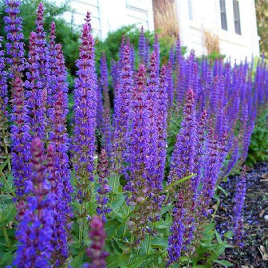 Organic Chia Plant Flower Seeds | Etsy