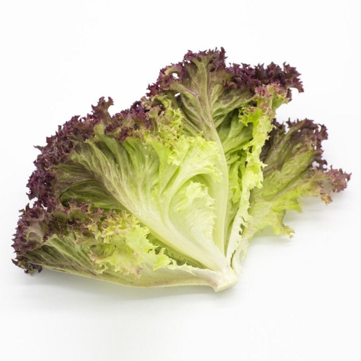 Ruby Red Leaf Lettuce Vegetable Garden Seeds | Etsy