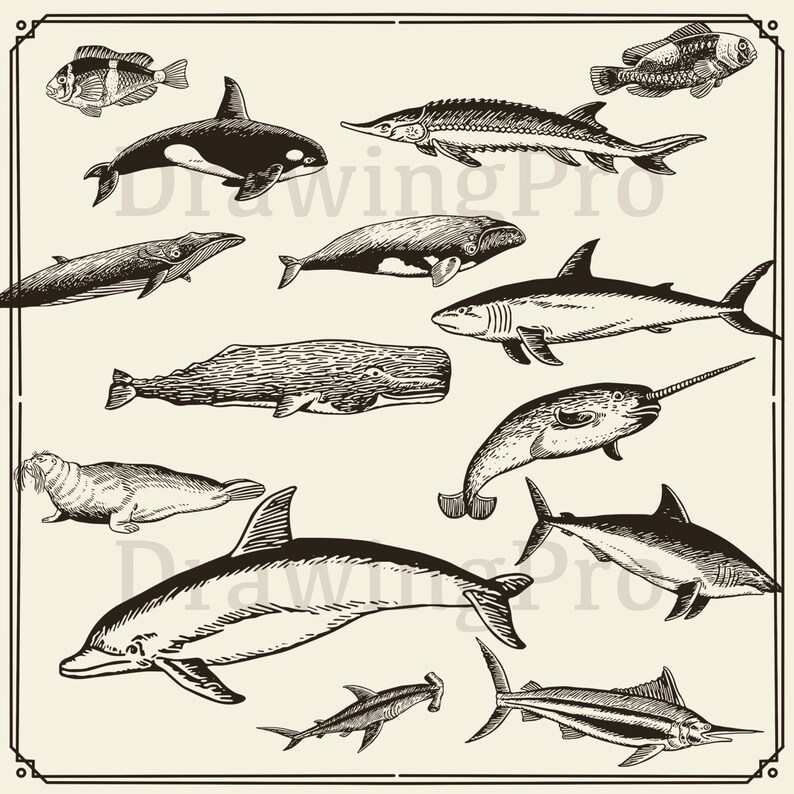 60 Procreate Sea Creatures Stamps Procreate Fish Stamps - Etsy