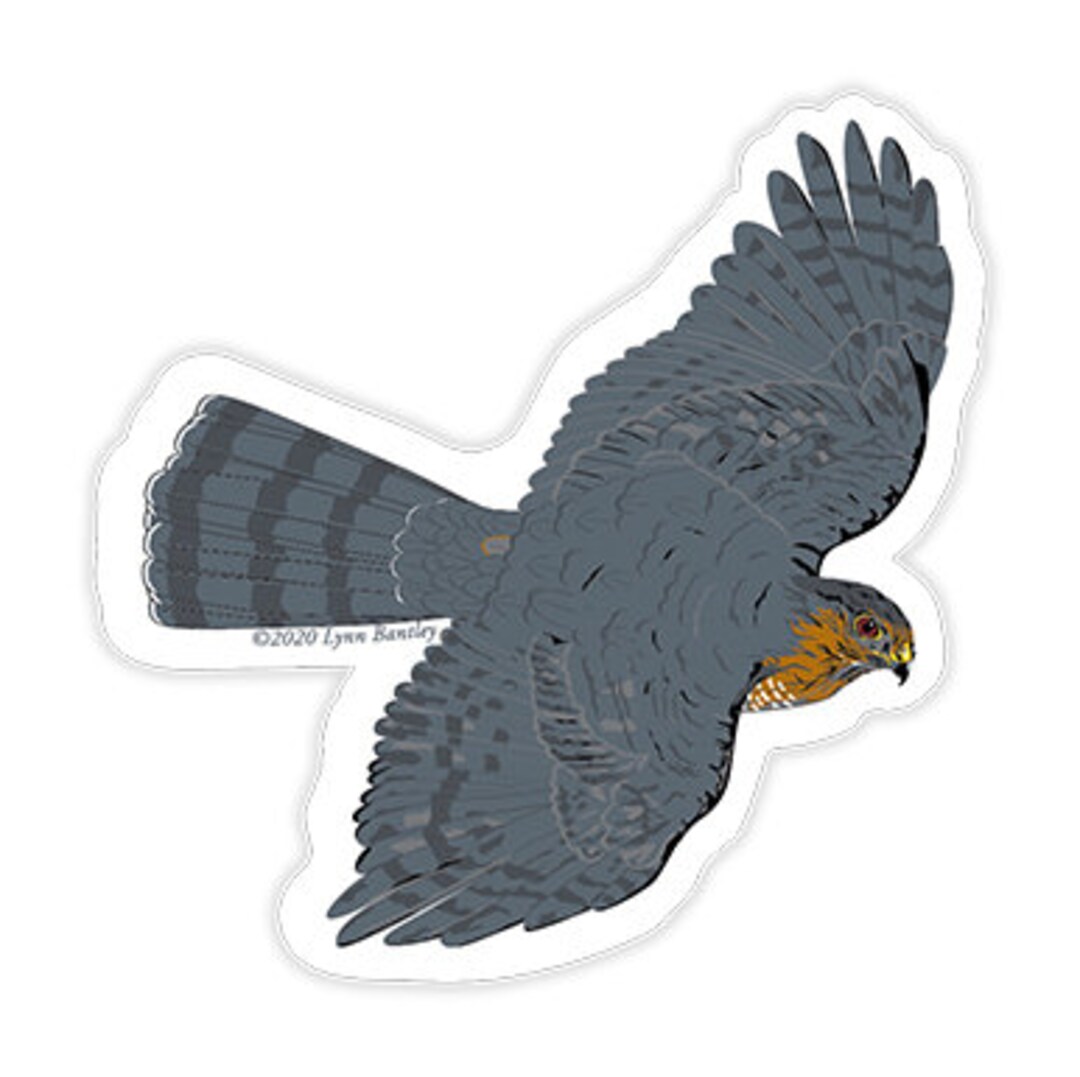 Sharp-shinned Hawk Sticker - Etsy