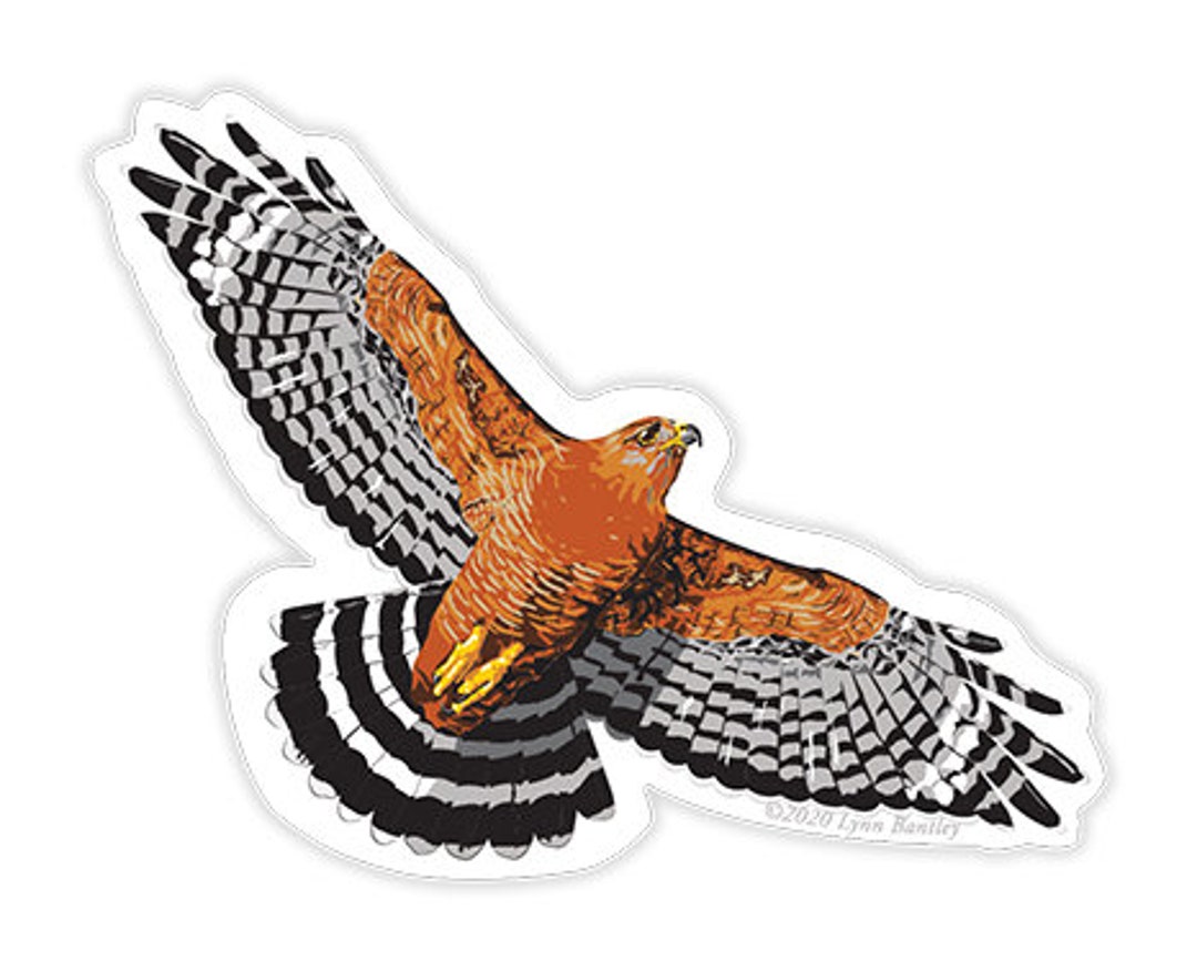 Red-shouldered Hawk Sticker - Etsy