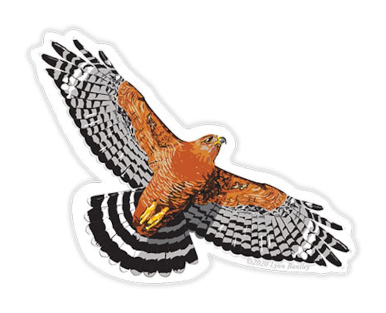 Red-shouldered Hawk Sticker - Etsy
