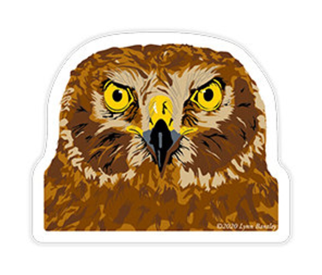 Northern Harrier 1 Sticker - Etsy