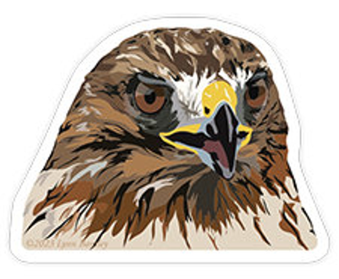 Red-tailed Hawk Sticker - Etsy