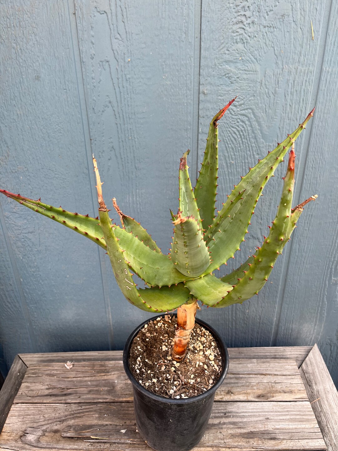 Large Cape Aloe Aloe Ferox South African Aloe Flowering Aloe - Etsy