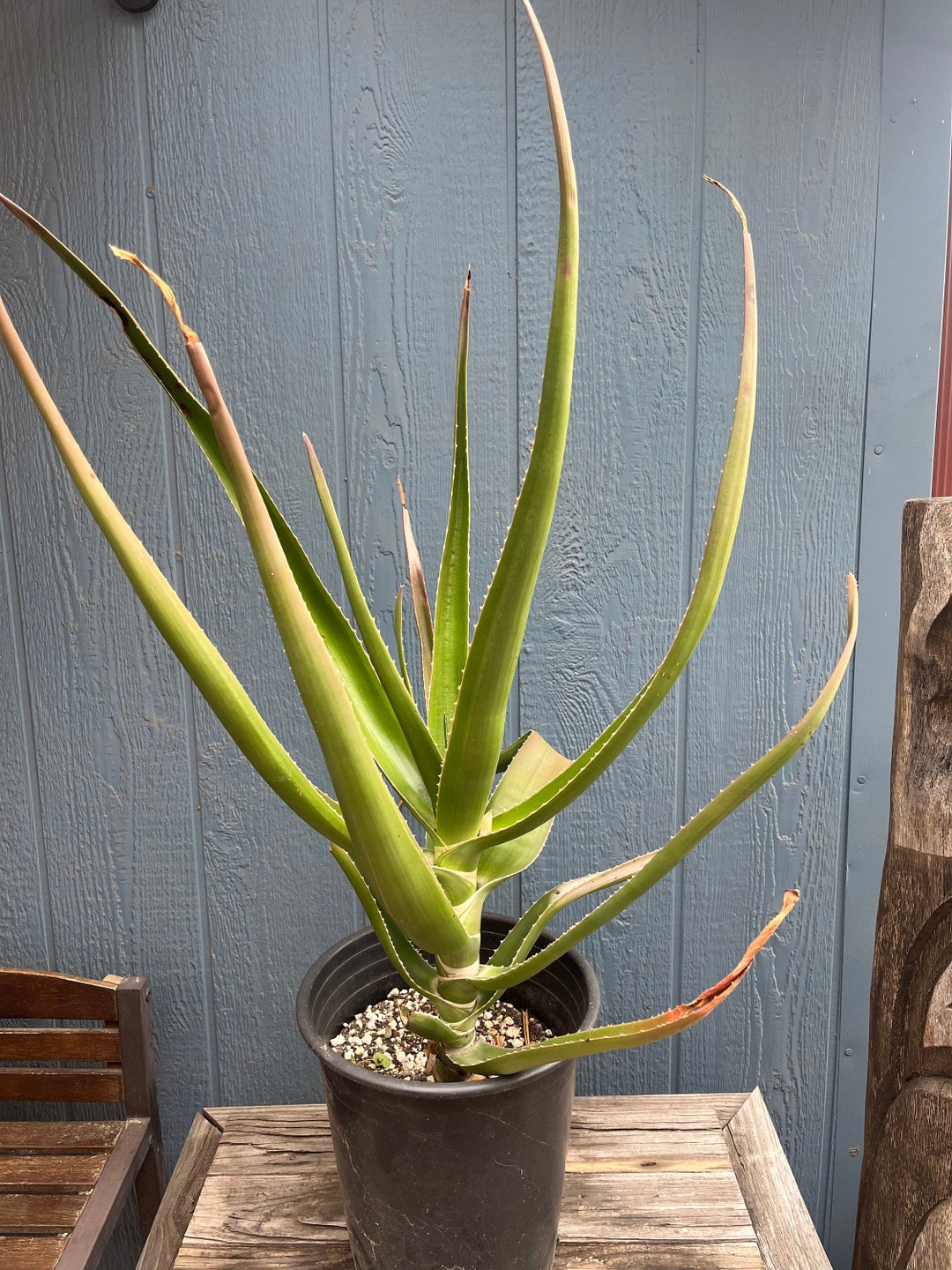 Single Head Rare Large Aloe Tongaensis Medusa South Africa Mozambique ...
