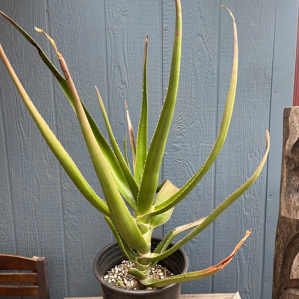 Rare Aloe - Etsy