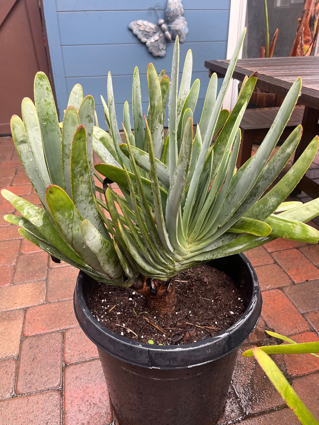 X-large Specimen Fan Aloe | Aloe Plicatilis | Kumara Plicatilis South ...